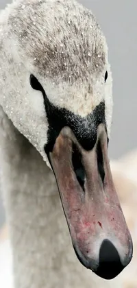 Bird Snout Terrestrial Animal Live Wallpaper - free download