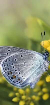 Invertebrate Butterfly Insect Live Wallpaper - free download