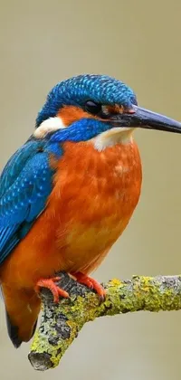 Bird Electric Blue Terrestrial Animal Live Wallpaper
