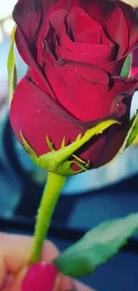 Red Rose Instagram Live Wallpaper