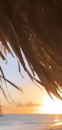 Exciting Surf Live Wallpaper for Your Phone