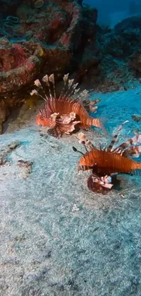 Dancing Lionfish Live Wallpaper