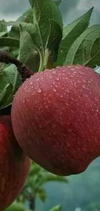 Plant Food Vegetable Live Wallpaper - free download