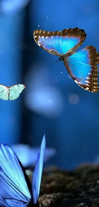 Invertebrate Butterfly Insect Live Wallpaper