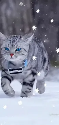 Blue Shark Cat in Winter Live Wallpaper