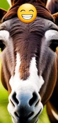 donkey stare Live Wallpaper - free download
