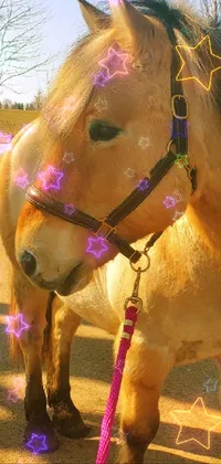 Horse Working Animal Horse Tack Live Wallpaper - download