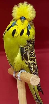 Regal Oscar Bird Live Wallpaper
