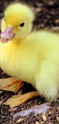 Cute Yellow Duck Live Wallpaper - free download