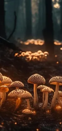 Mushroom Live Wallpaper - free download