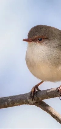 the matrix bird Live Wallpaper - free download