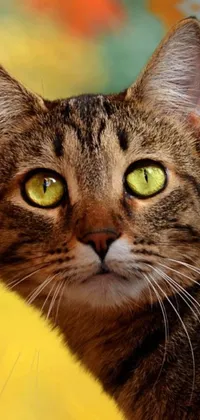 dts Live Wallpaper - free download