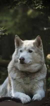 lobo Live Wallpaper - free download