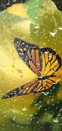 butter fly Live Wallpaper - free download