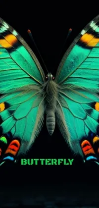 Butterfly Pollinator Insect Live Wallpaper - free download