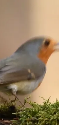 Bird Plant Beak Live Wallpaper - free download