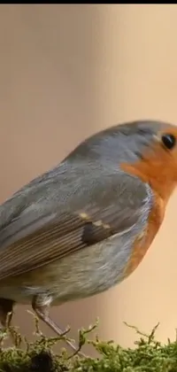 Bird European Robin Beak Live Wallpaper
