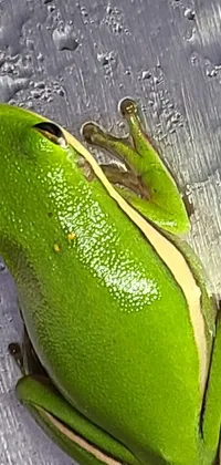 Raining Frog Live Wallpaper: Green Frog in Photorealistic Detail - free ...