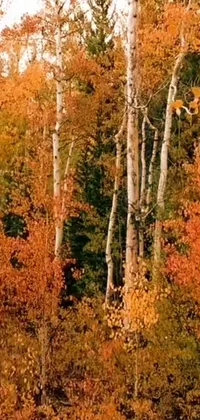 Brown Plant Natural Environment Live Wallpaper - download