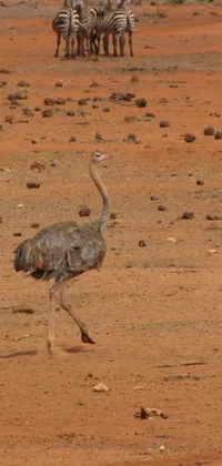 Ratite Bird Ecoregion Live Wallpaper - free download