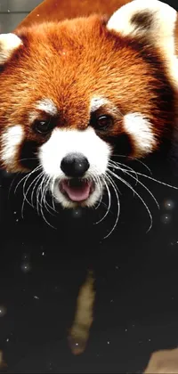 Fierce The (Red Panda) Attack Live Wallpaper - free download