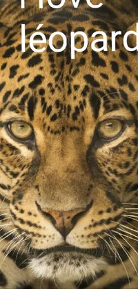 Majestic Leopard Live Wallpaper - free download