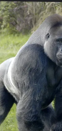 Primate Eye Organism Live Wallpaper - free download