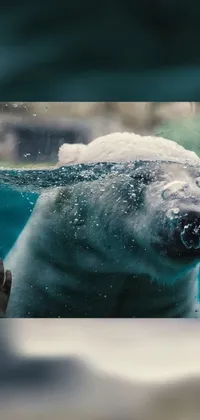 Water Liquid Carnivore Live Wallpaper - free download