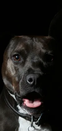 Animal Indoor Closeup Live Wallpaper