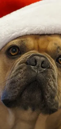Animal Indoor Closeup Live Wallpaper