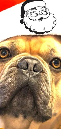 Animal Indoor Closeup Live Wallpaper