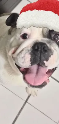 Animal Indoor Dog Live Wallpaper - free download