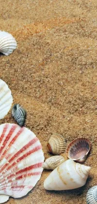 Animal Invertebrate Mollusk Live Wallpaper - free download
