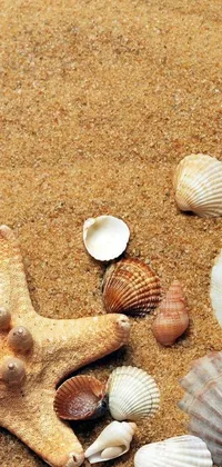 Animal Invertebrate Mollusk Live Wallpaper - free download
