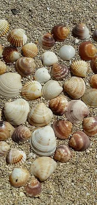 Animal Invertebrate Mollusk Live Wallpaper - free download