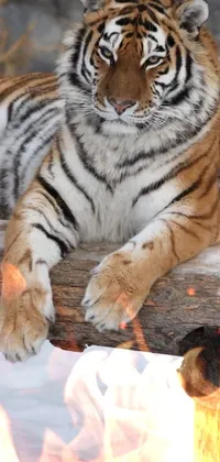 Photograph Siberian Tiger Bengal Tiger Live Wallpaper
