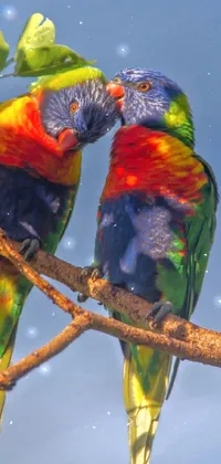Colorful Birds Live Wallpaper: Romantic Couple & HDR detail - free download