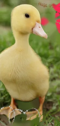 Cute Yellow Duck Live Wallpaper - free download