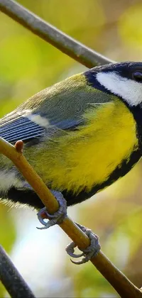 Vibrant Bird on Tree Live Wallpaper - free download