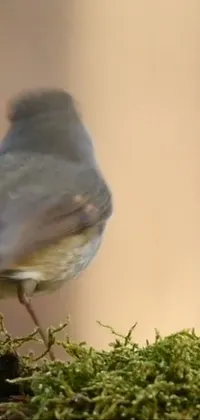 Bird Beak Plant Live Wallpaper