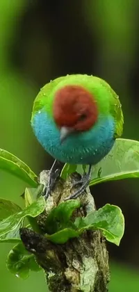 Bird Plant Beak Live Wallpaper - free download