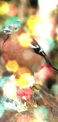 Plant Bird Racy Live Wallpaper - free download