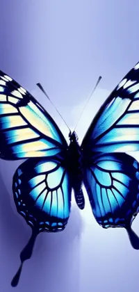 Butterfly Live Wallpaper - free download