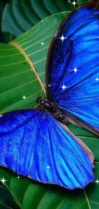 Pollinator Insect Blue Live Wallpaper - free download