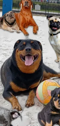 Carnivore Dog Mammal Live Wallpaper