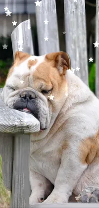 Adorable Slumbering Dog Live Wallpaper - free download
