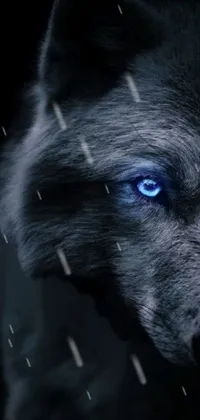 Black Wolf With Blue Eyes Wallpaper
