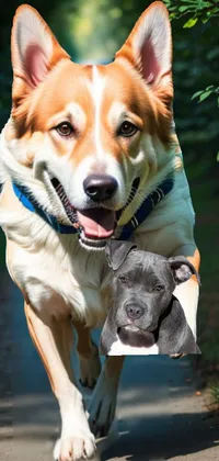 Dog Carnivore Dog Breed Live Wallpaper