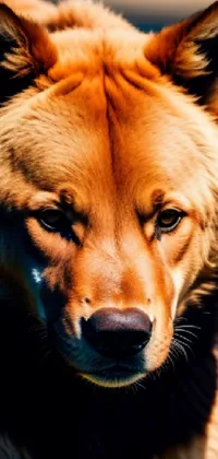 Simply Serene Dog Live Wallpaper - free download