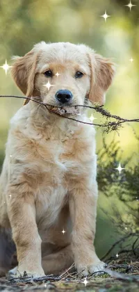 Plant Carnivore Dog Live Wallpaper - free download